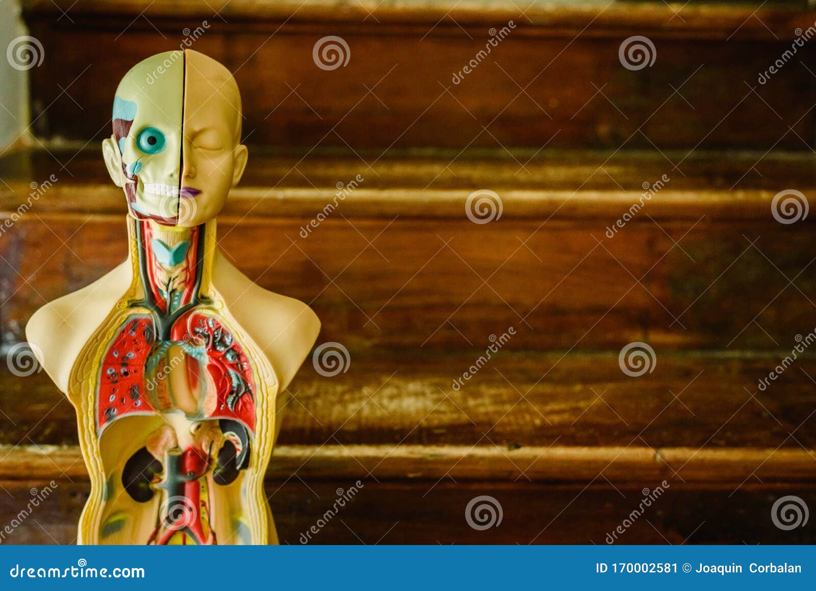 Anatomisch Model Van Het Menselijk Lichaam in Plastic Voor Studie in De ...