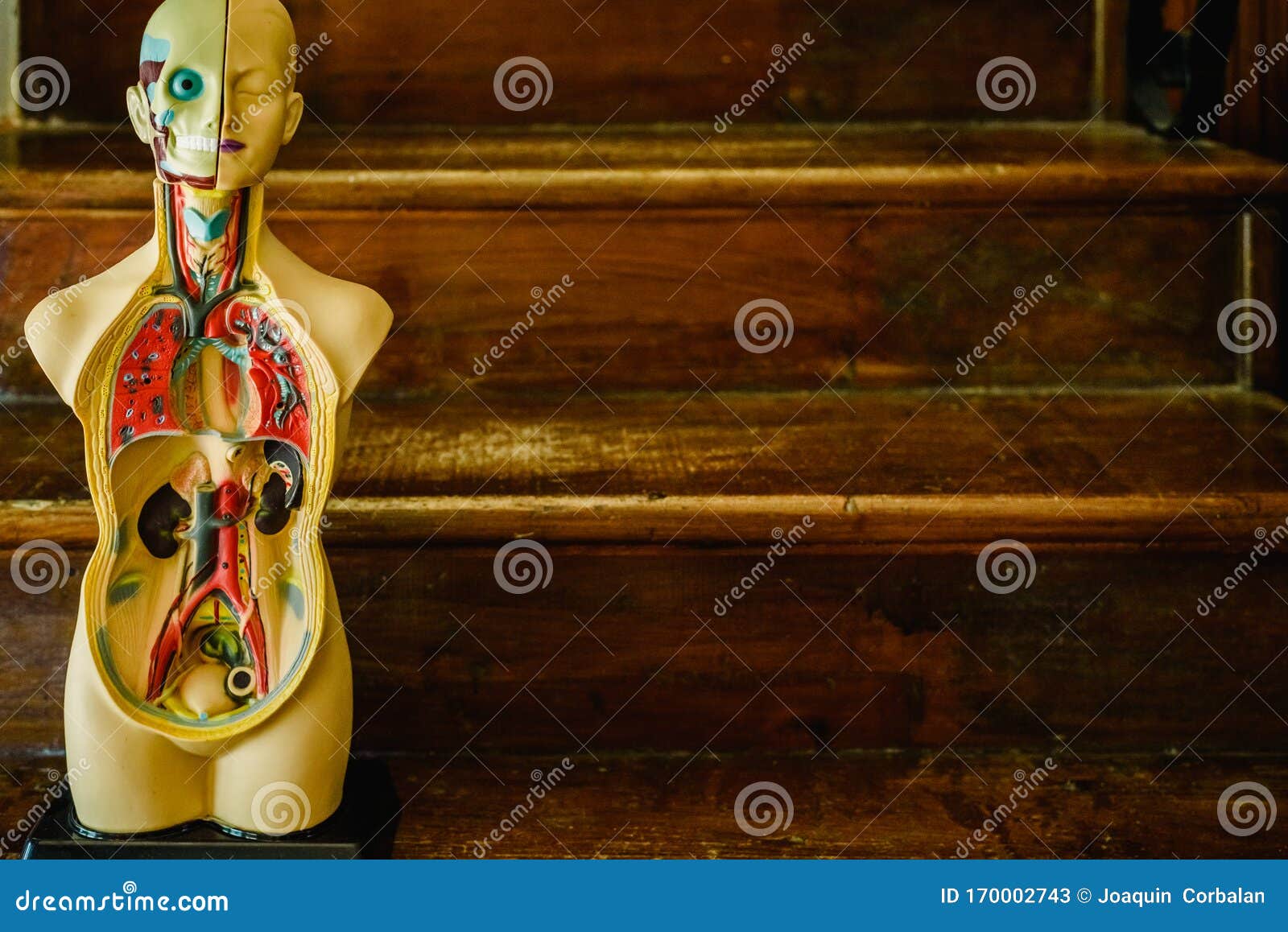 Anatomisch Model Van Het Menselijk Lichaam in Plastic Voor Studie in De ...