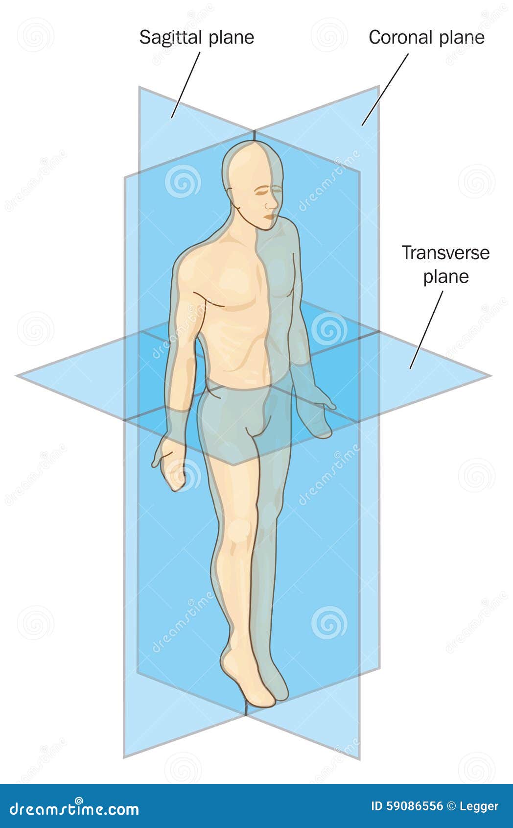 Anatomische Flächen Des Abschnitts Vektor Abbildung - Illustration von ...