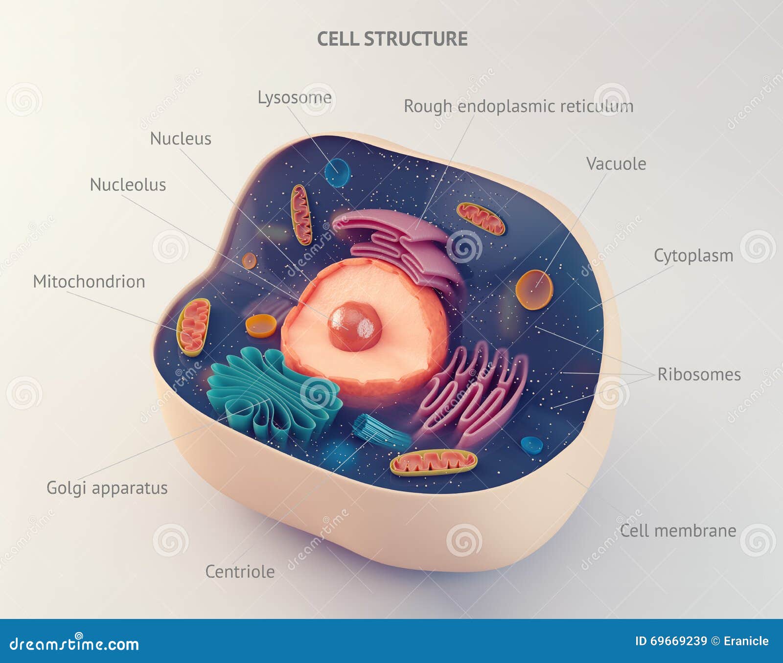 Anatomische Structuur Van Dierlijke Cel Stock Illustratie ...
