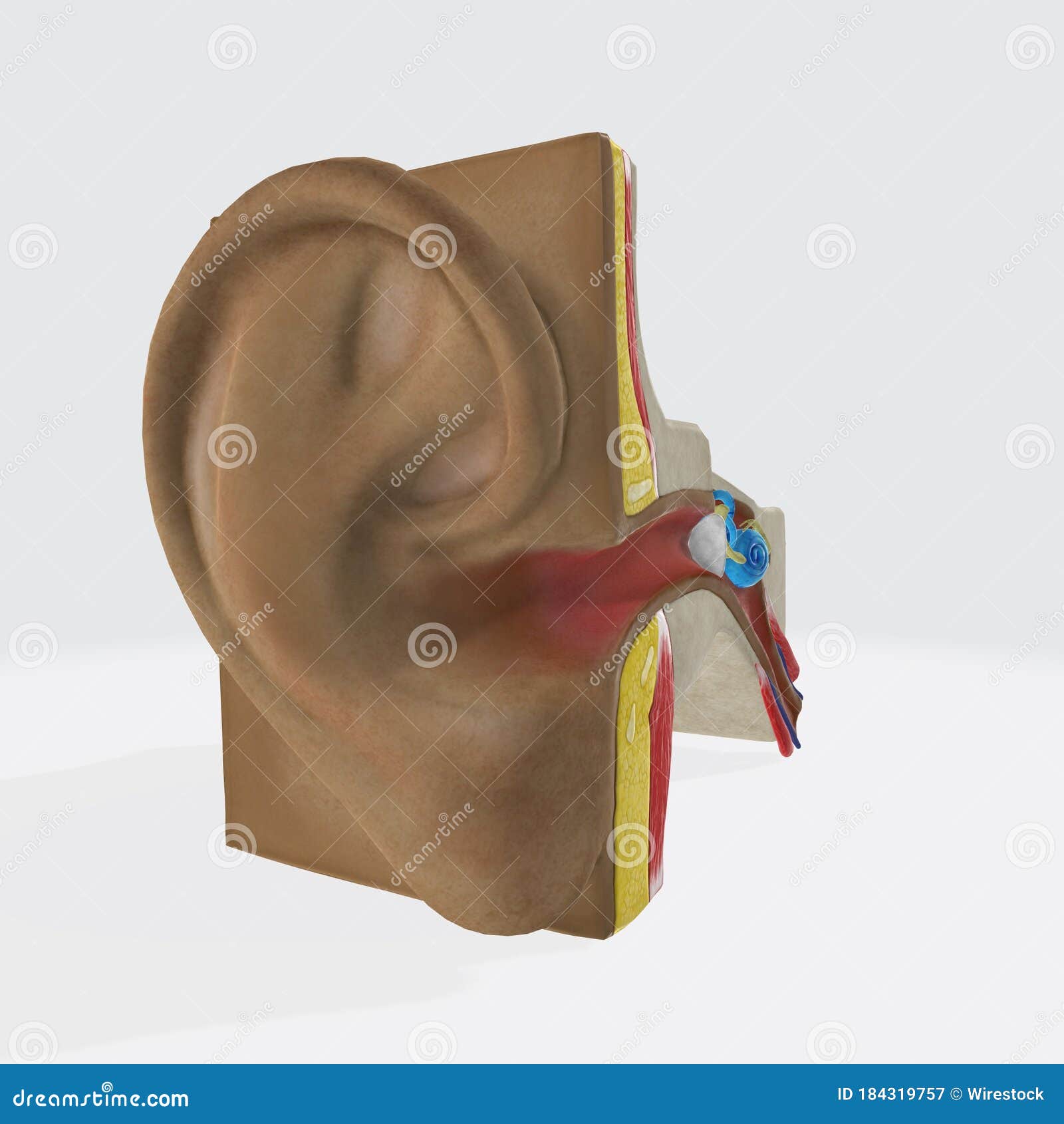 Anatomische Structuur Van Het Menselijk Oor Stock Illustratie ...