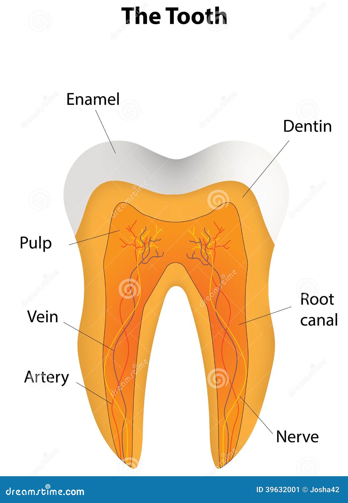 Anatomischer Zahn Beschriftet Diagramm Vektor Abbildung - Illustration ...