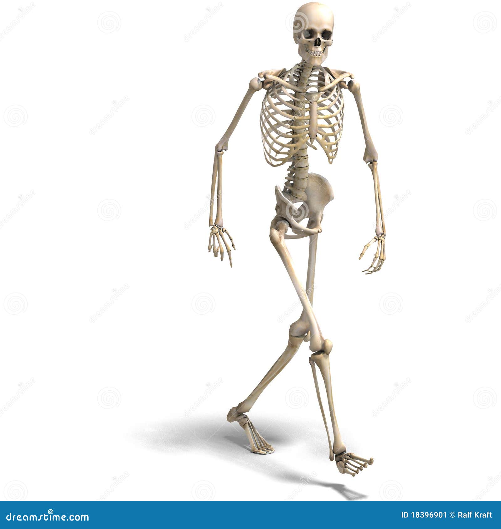 Anatomisches Korrektes Männliches Skelett Stockbild - Bild: 18396901