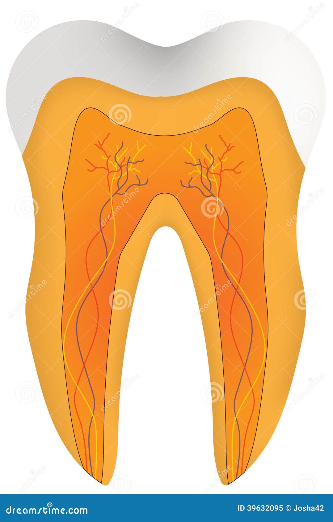 Anatomisches Zahn-Diagramm stock abbildung. Illustration von kanal ...