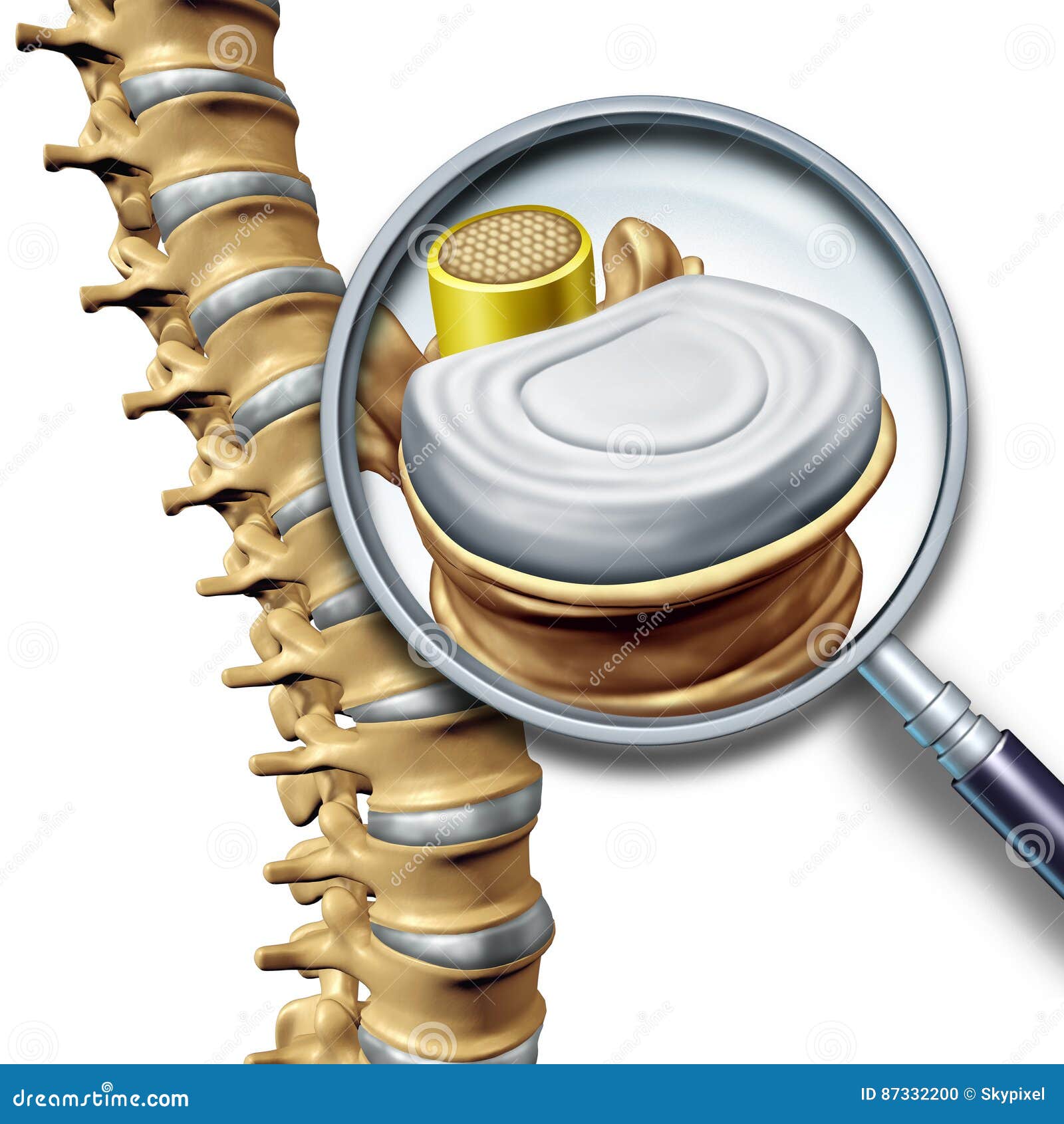 Anatomisegment För Lumbal Rygg Stock Illustrationer - Illustration av ...