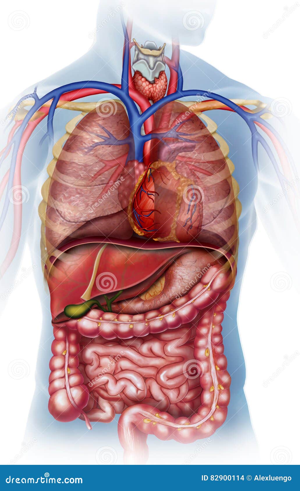 Anatomisk Illustration Av Människokroppen Stock Illustrationer ...