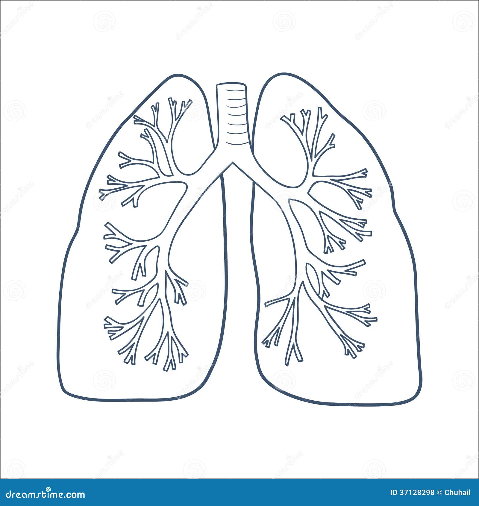 Anatomiska Lungor Som Isoleras På Vit. Vektor Illustrationer ...