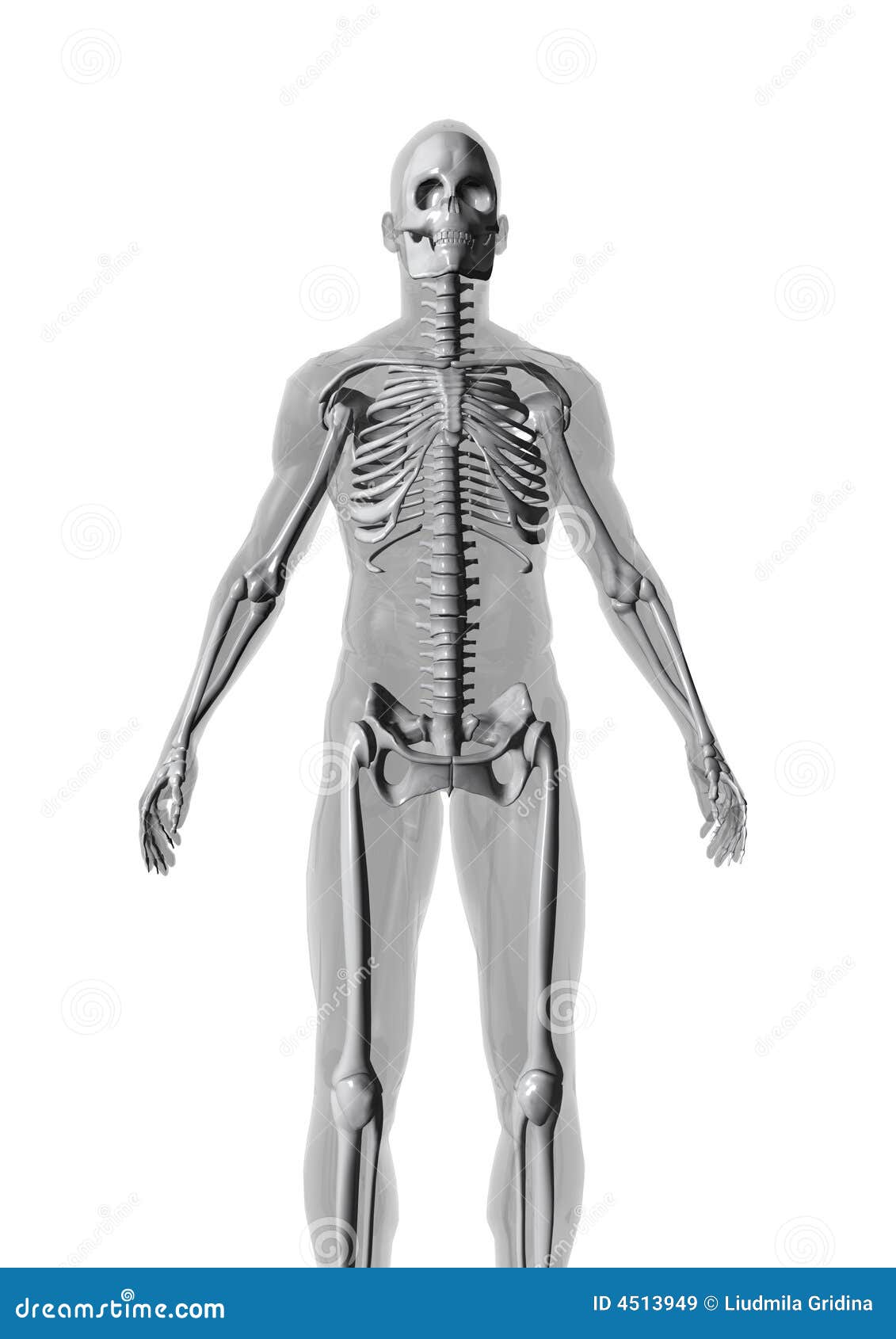 Anatomy Picture. Image: 4513949