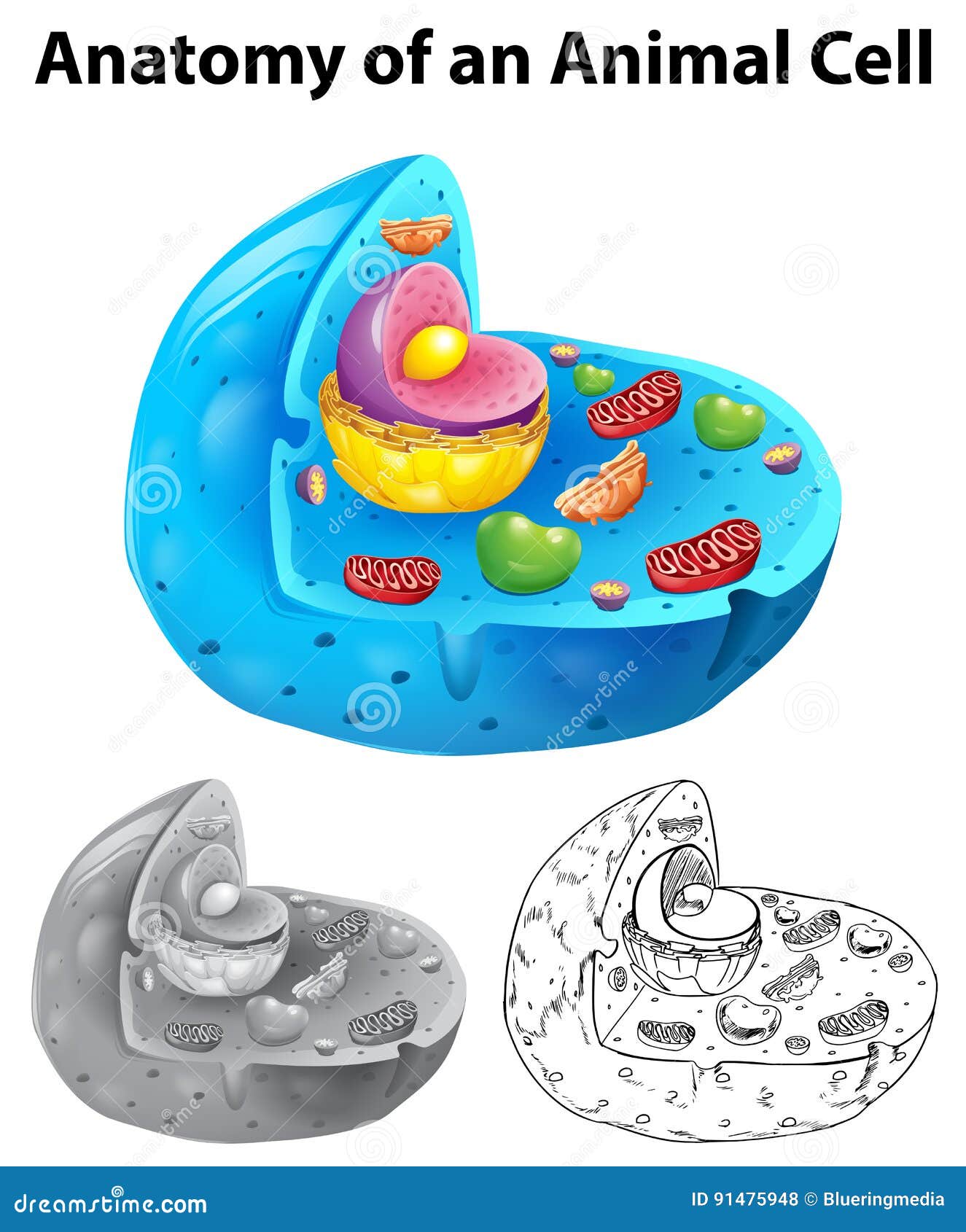 Anatomy Of Animal Cell Biology Diagram Vector Illustration ...