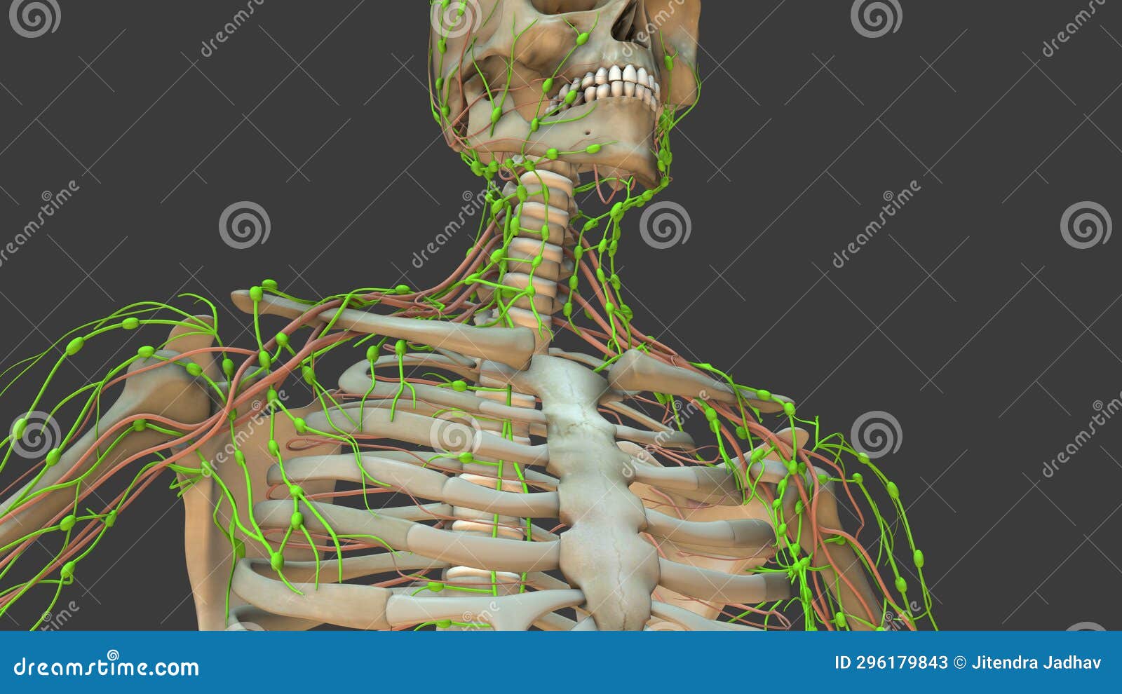 Human Lymphatic System 3d Animation Stock Illustration - Illustration ...