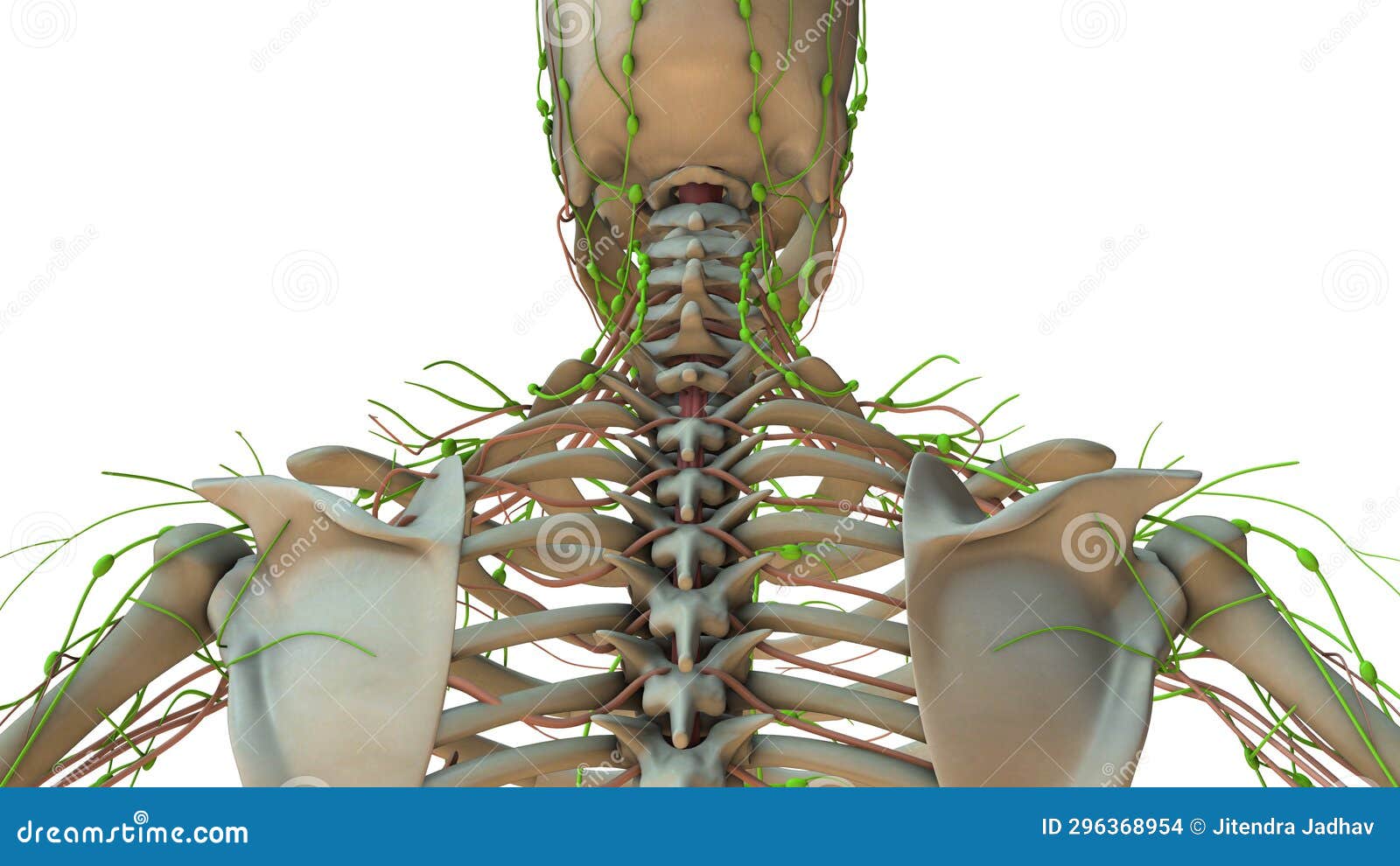 An Overview of the Human Lymphatic System Stock Photo - Image of ...