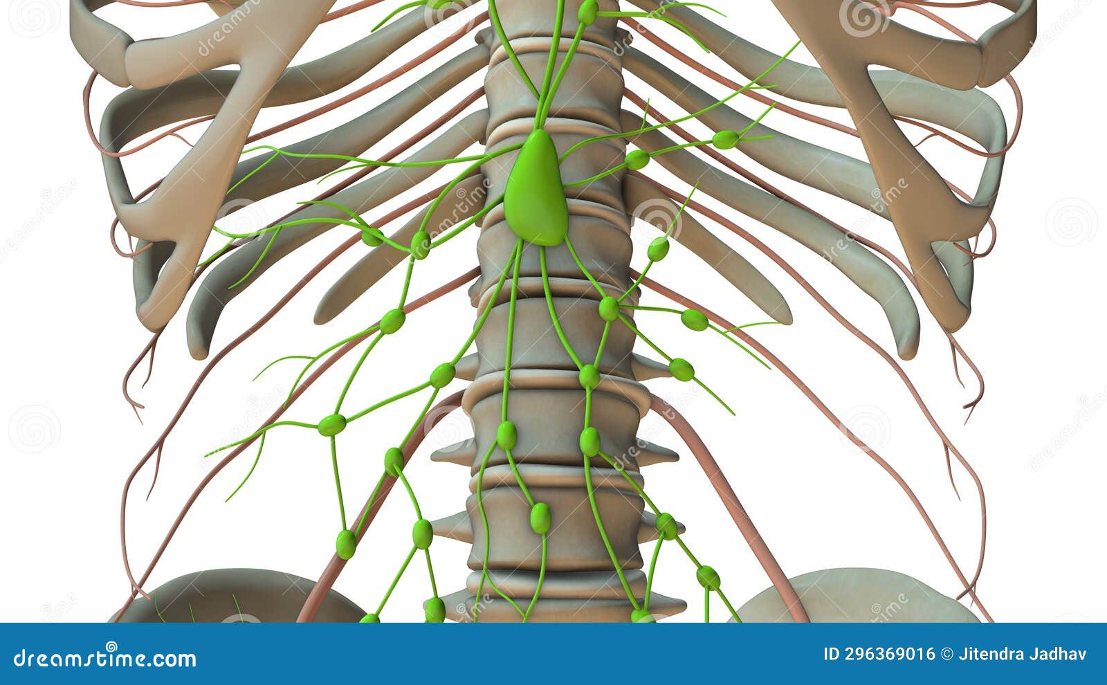 Anatomical Insights into the Human Lymphatic System Stock Photo - Image ...