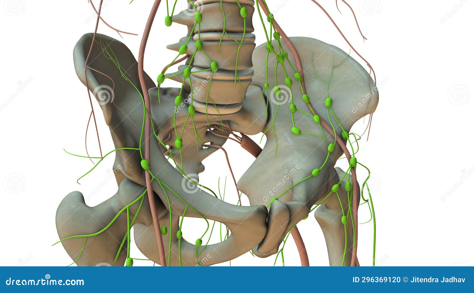 Understanding the Human Lymphatic Network Stock Illustration ...