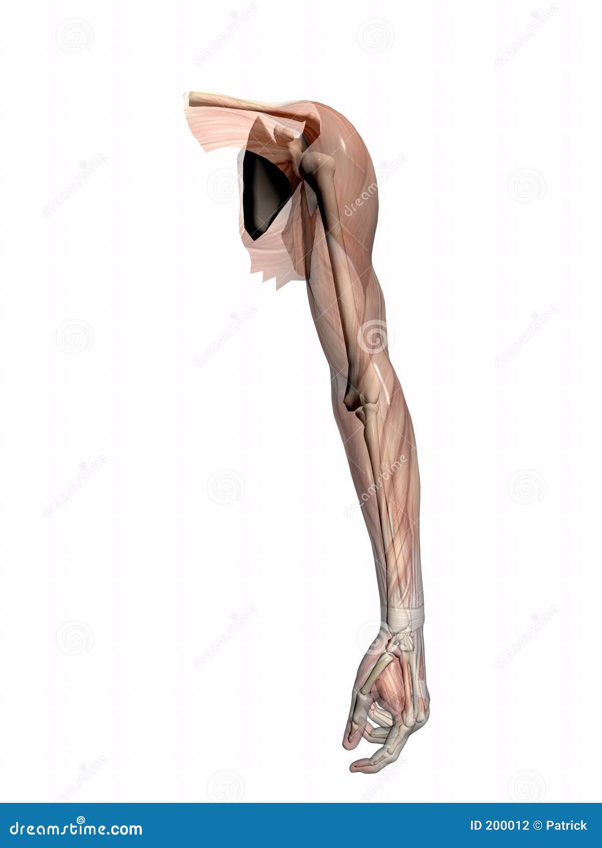 Anatomy an Arm Transparant with Skeleton. Stock Illustration ...