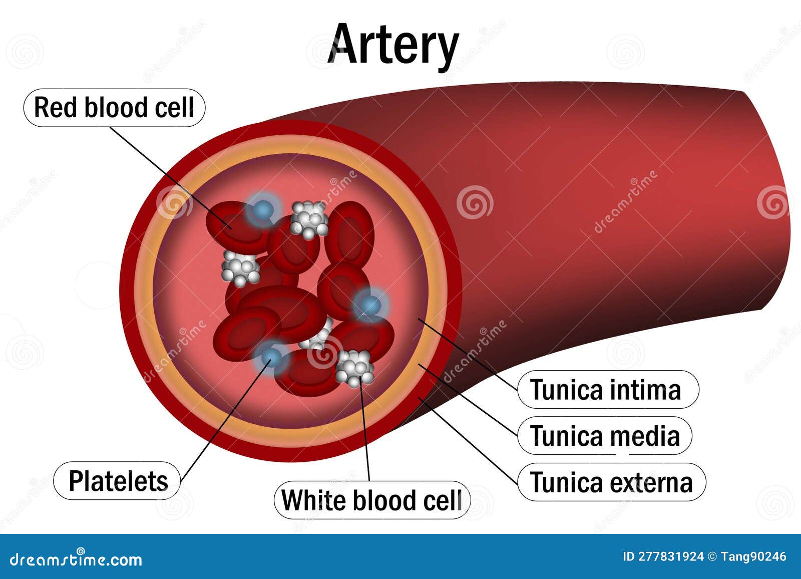 Anatomy of Arteries. Structure of Blood Vessel Stock Illustration ...
