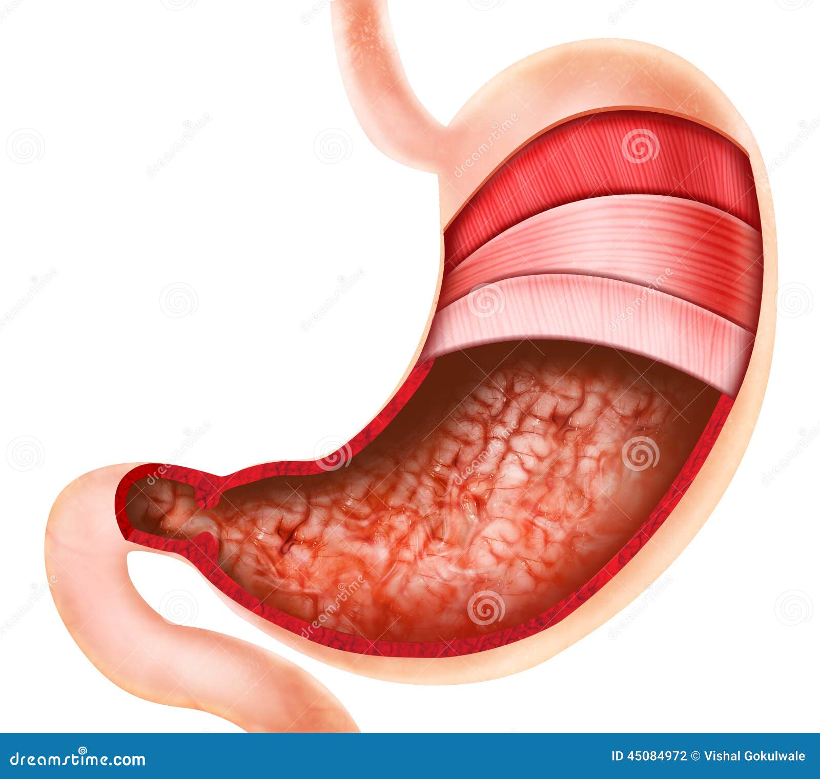 Full Stomach Anatomy
