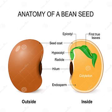 Anatomy of a bean seed. stock vector. Illustration of leaves - 89452625
