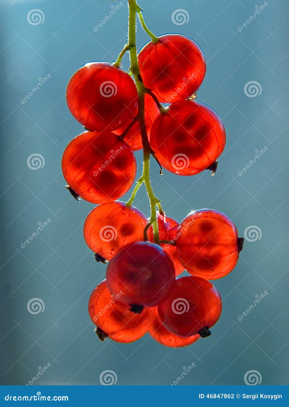 Anatomy of berry stock photo. Image of flora, gardening - 46847862