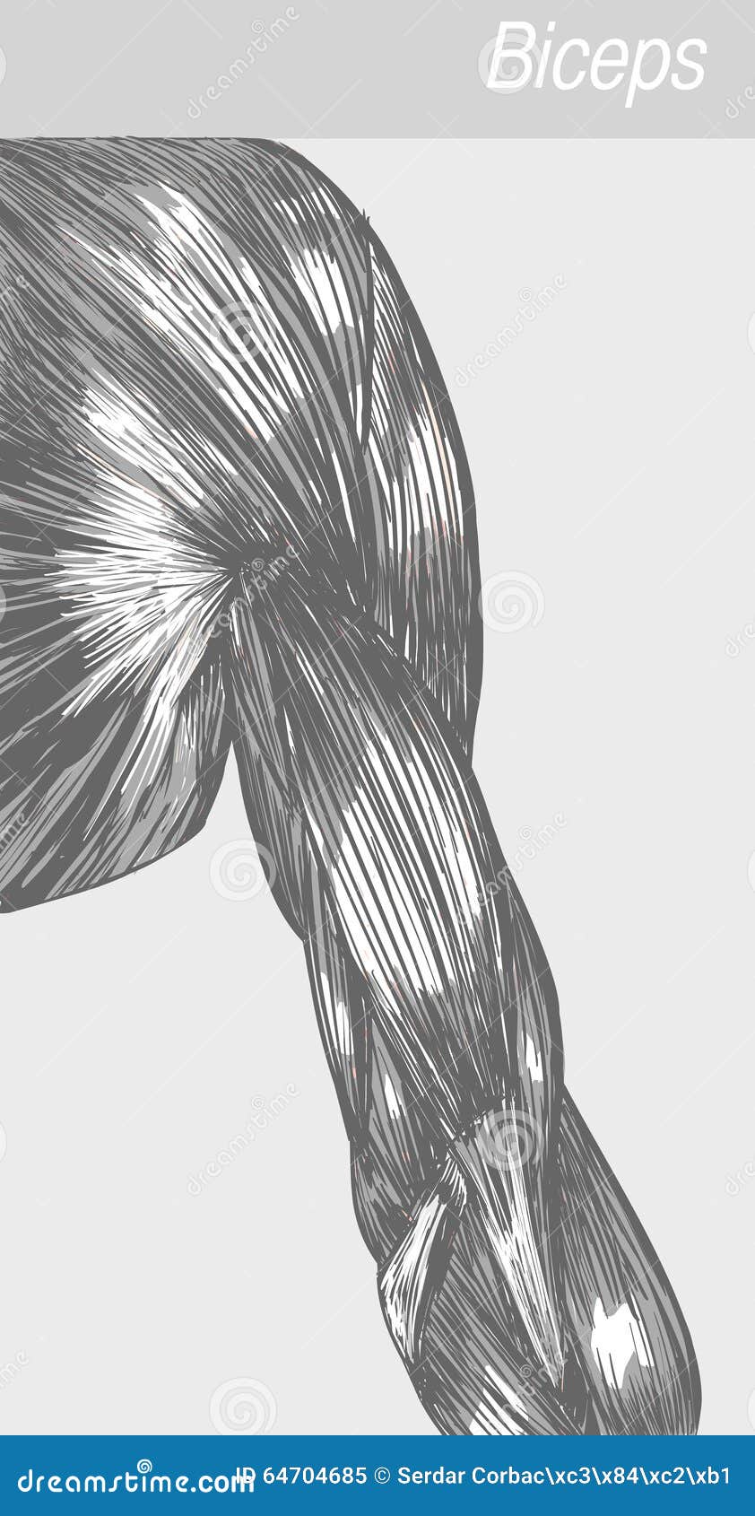 The Biceps Before And After Contraction, Vintage Engraving Cartoon ...