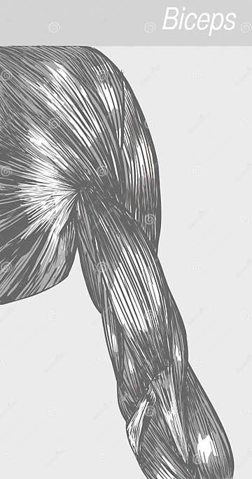 Anatomy Biceps Black and White Stock Vector - Illustration of human ...
