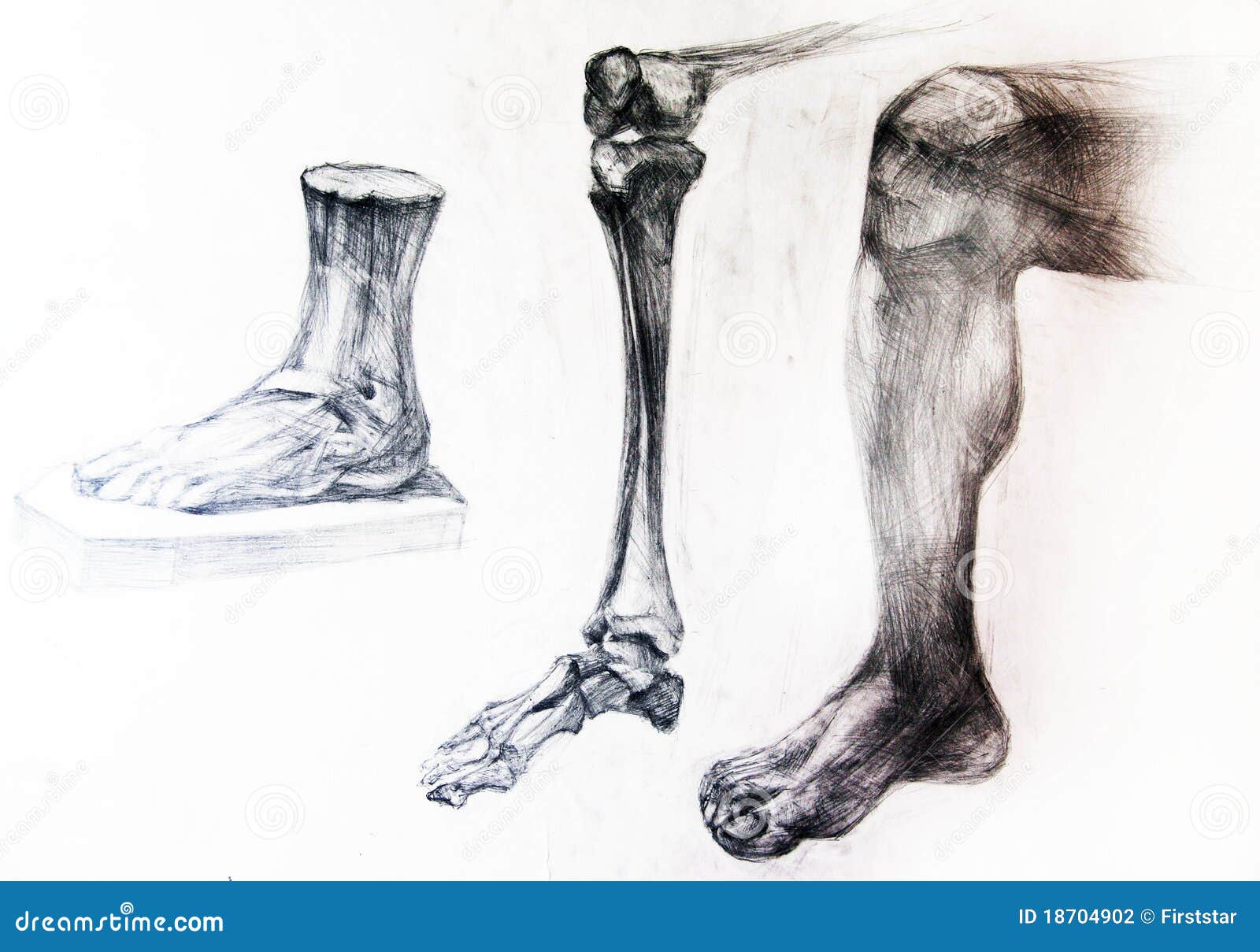 Anatomy Bones Of A Skeleton.Drawing Studio Works Royalty-Free Stock ...