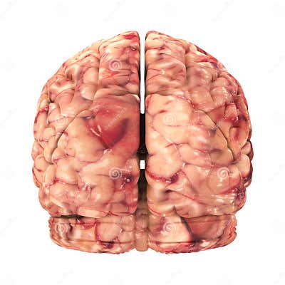 Anatomy Brain - Back View stock illustration. Illustration of ...