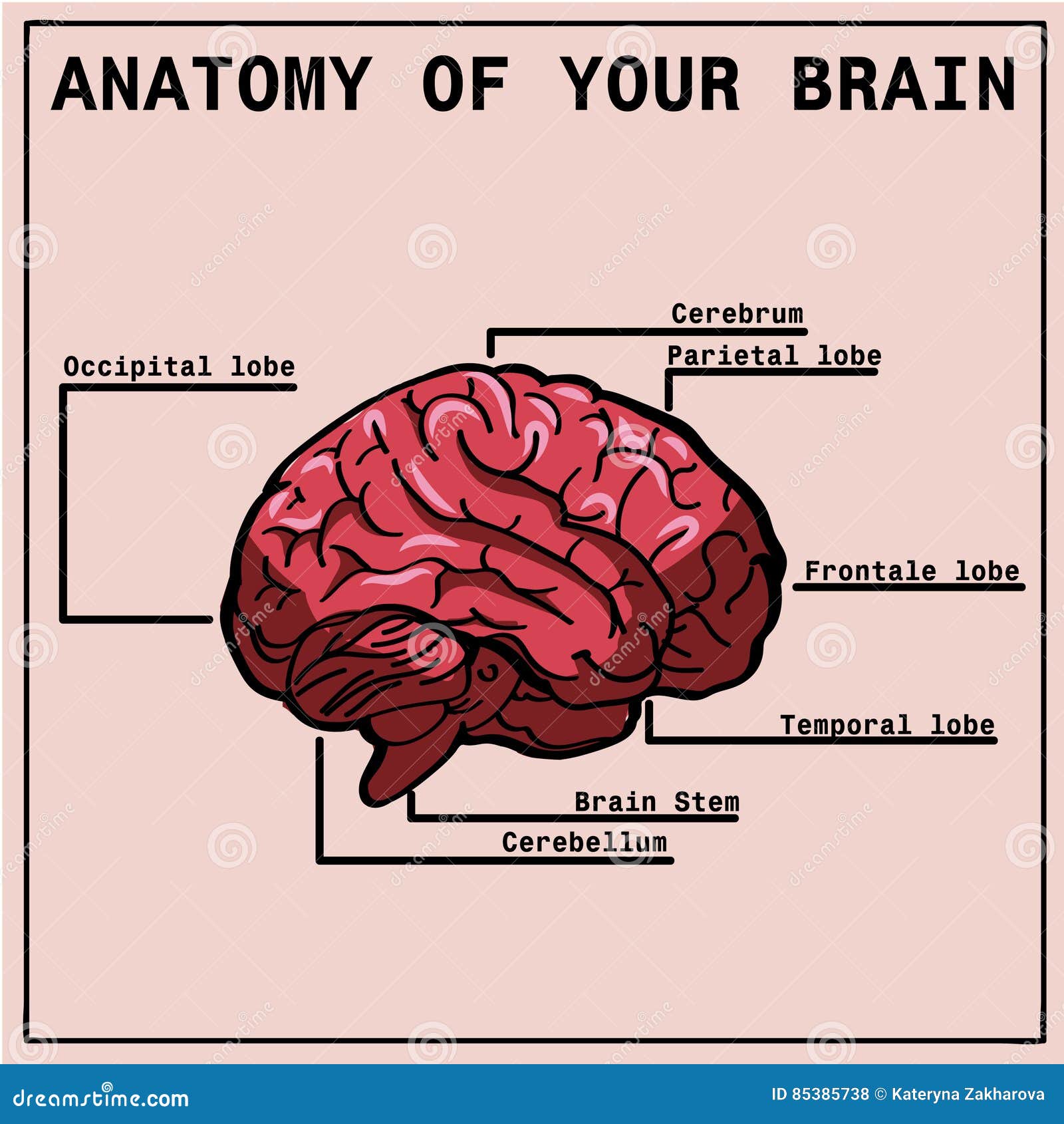 Anatomy of the Brain, Infographics Stock Vector - Illustration of ...