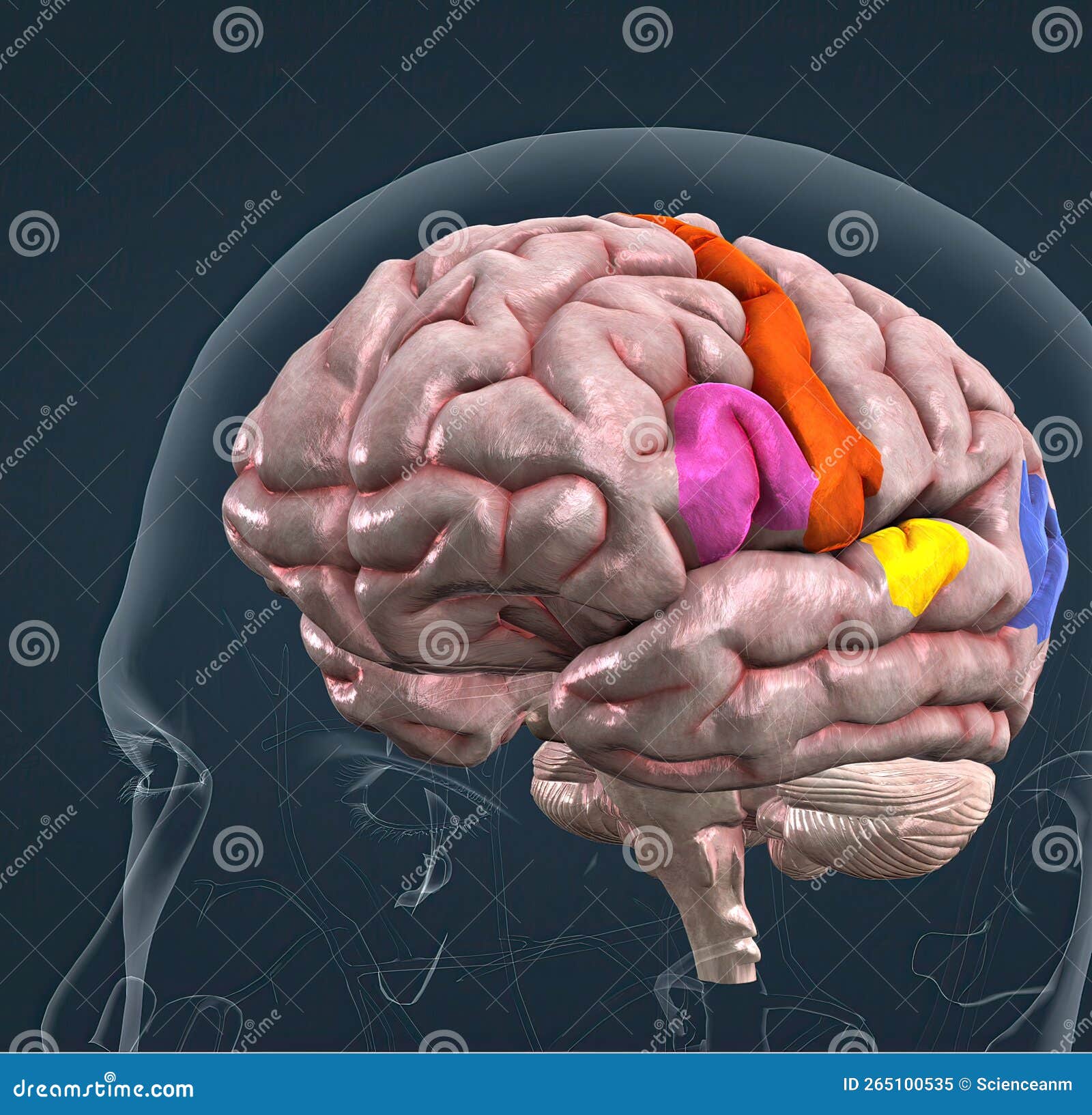 Anatomy of the Brain and Its Colored Parts Stock Illustration ...
