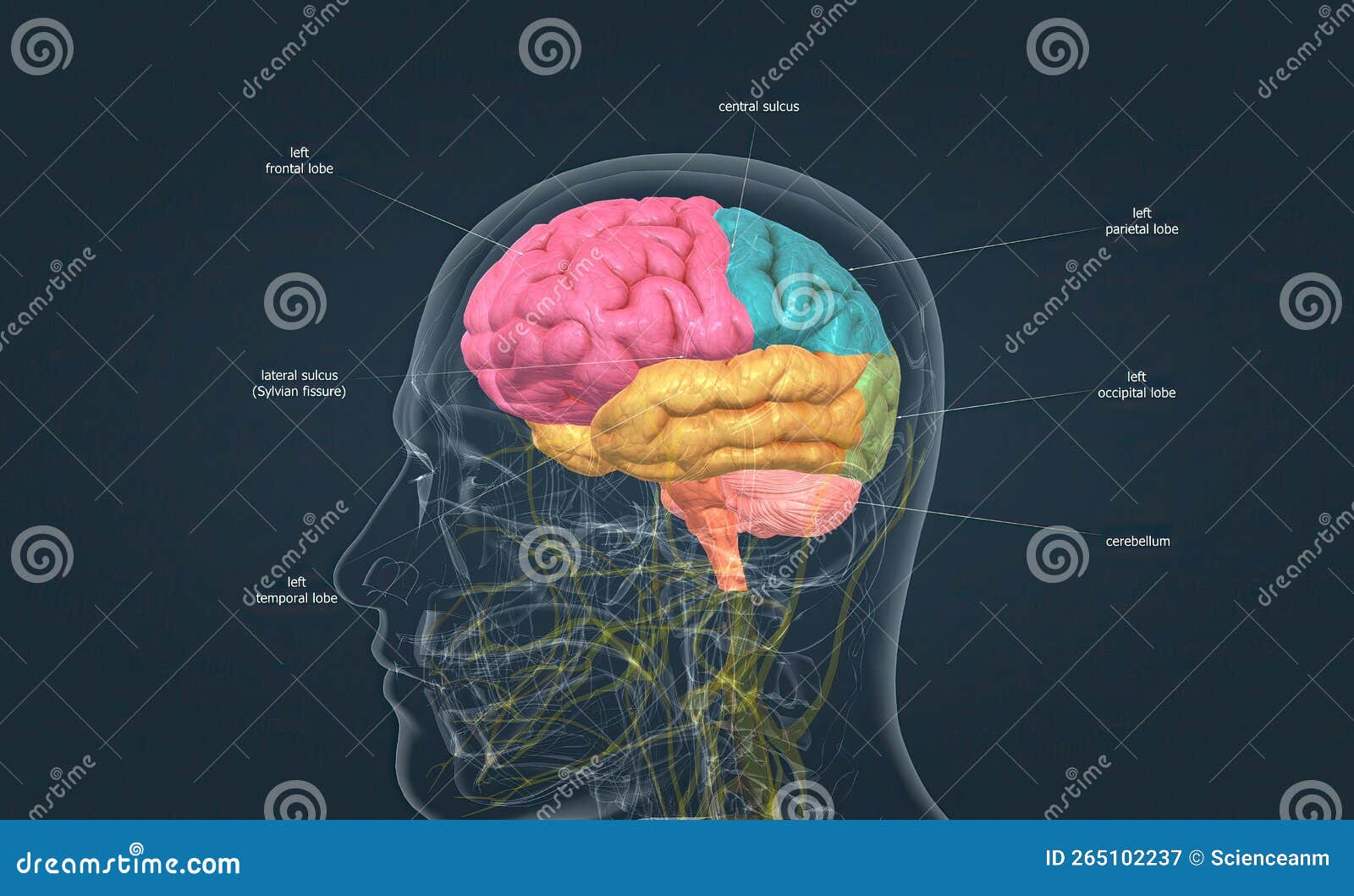 Anatomy of the Brain and Its Colored Parts Stock Illustration ...