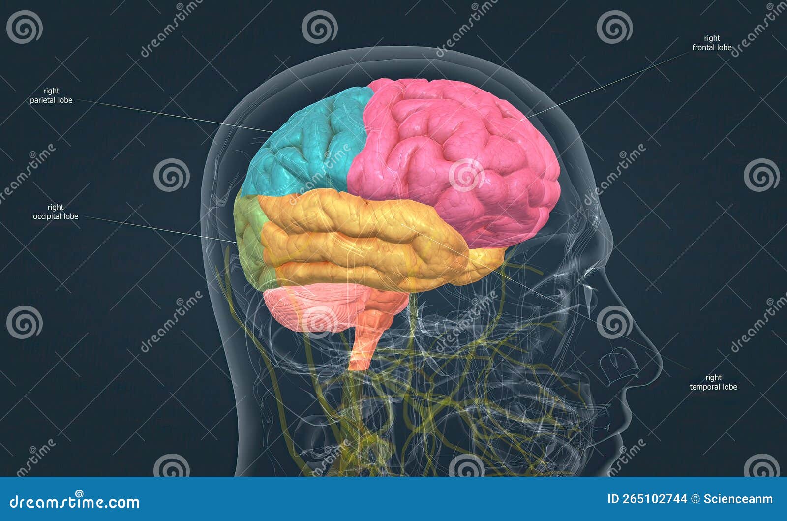 Anatomy of the Brain and Its Colored Parts Stock Illustration ...