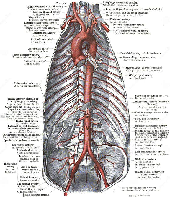 Anatomy of Branches of the Aortic Arch Stock Photo - Image of branches ...