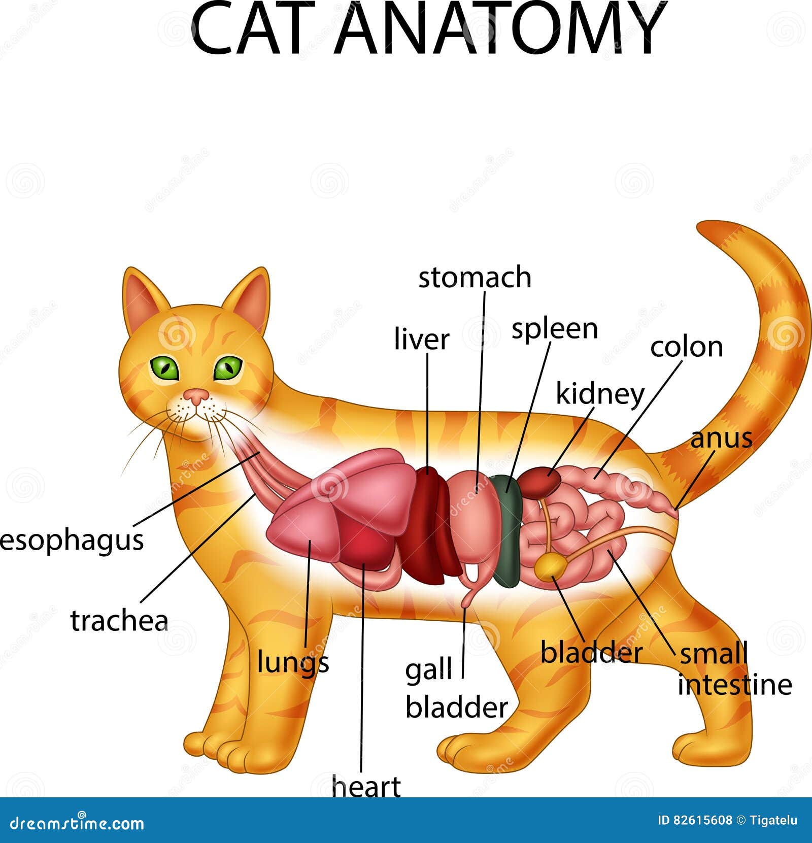 Anatomy of cat stock vector. Illustration of mesentery - 82615608 Anatomy of cat stock vector. Illustration of mesentery - 82615608