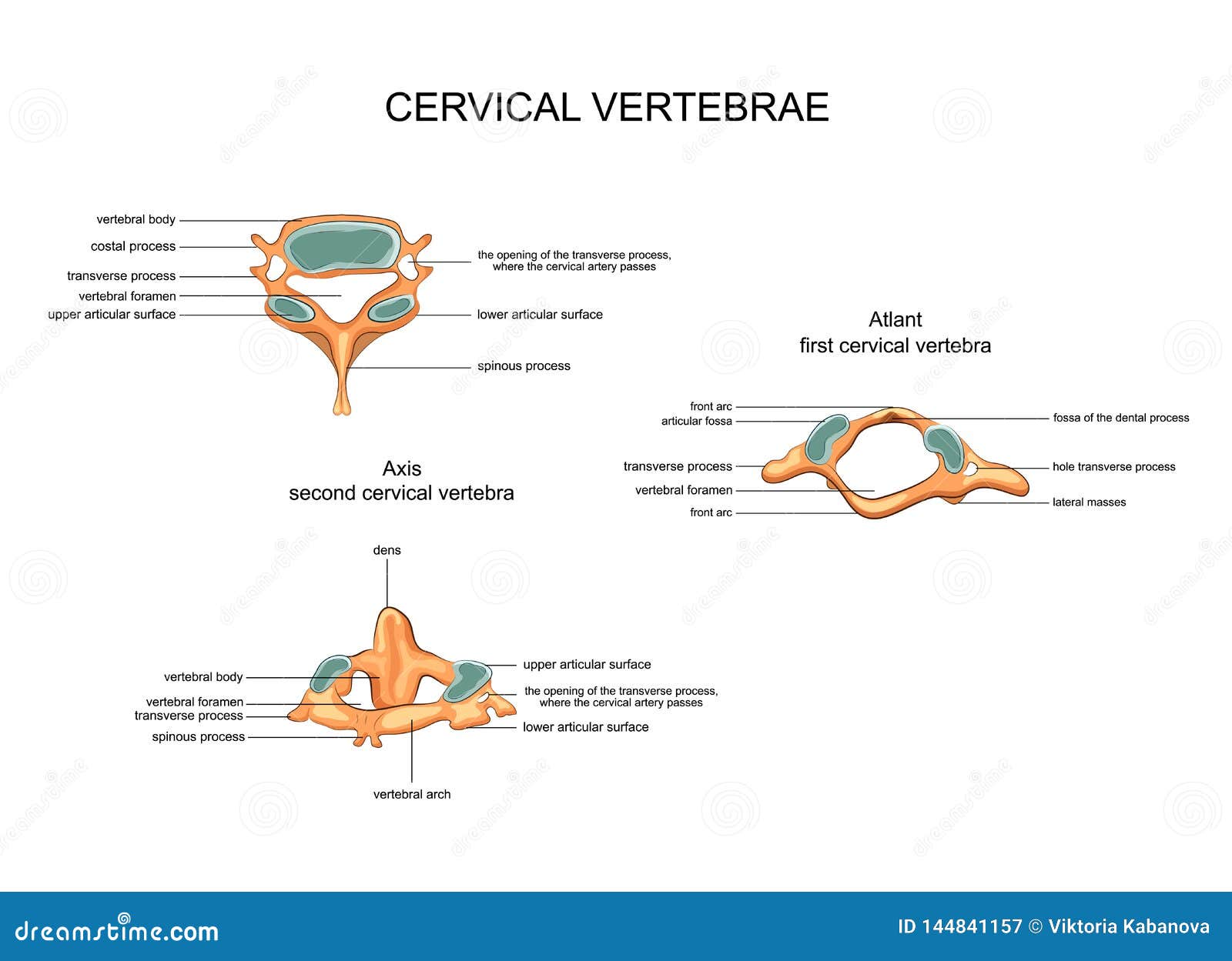 Anatomy Of Cervical Vertebrae Stock Vector Illustration Of Human