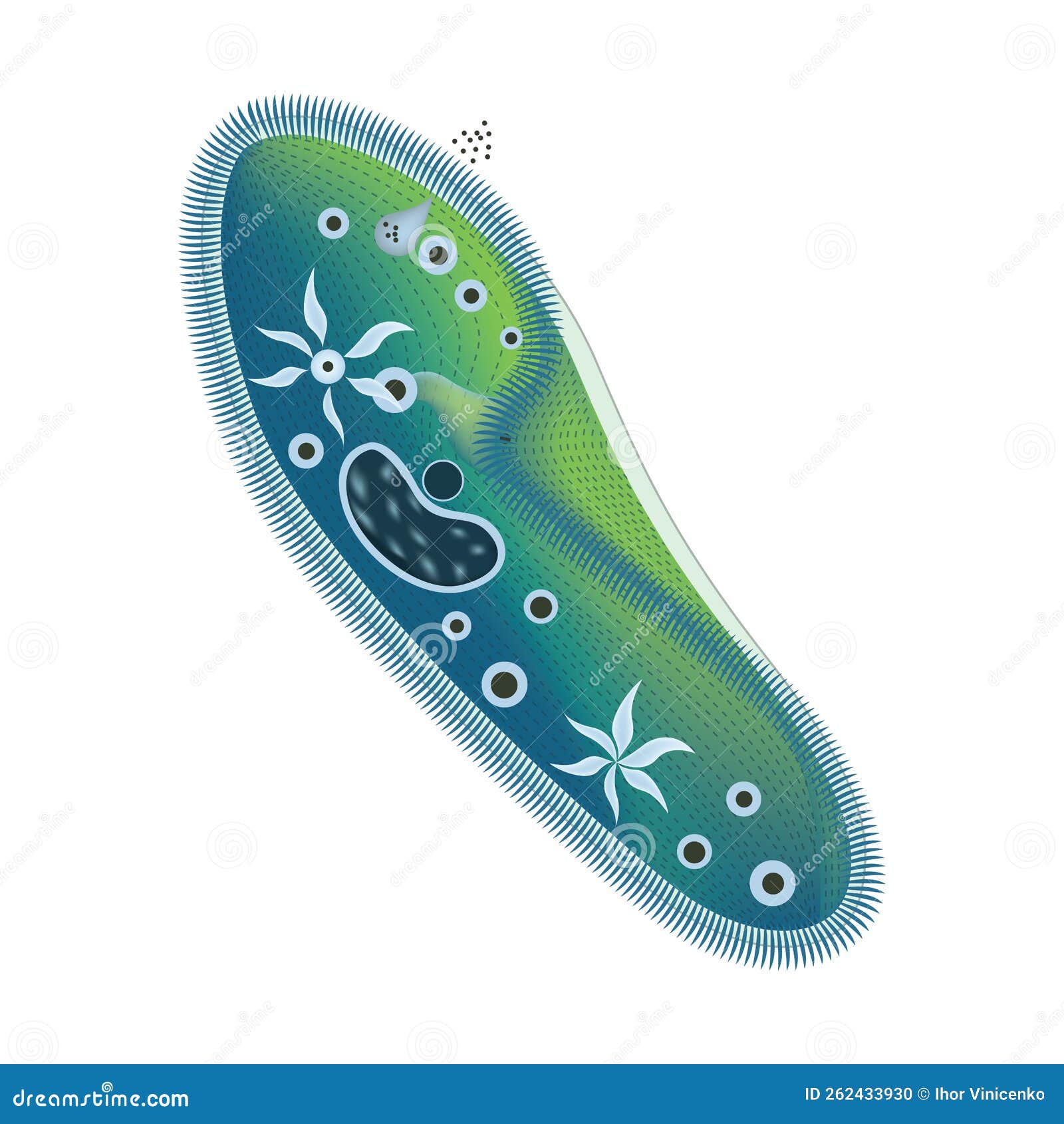 Anatomy of a Ciliate Slipper. Stock Vector - Illustration of filth ...