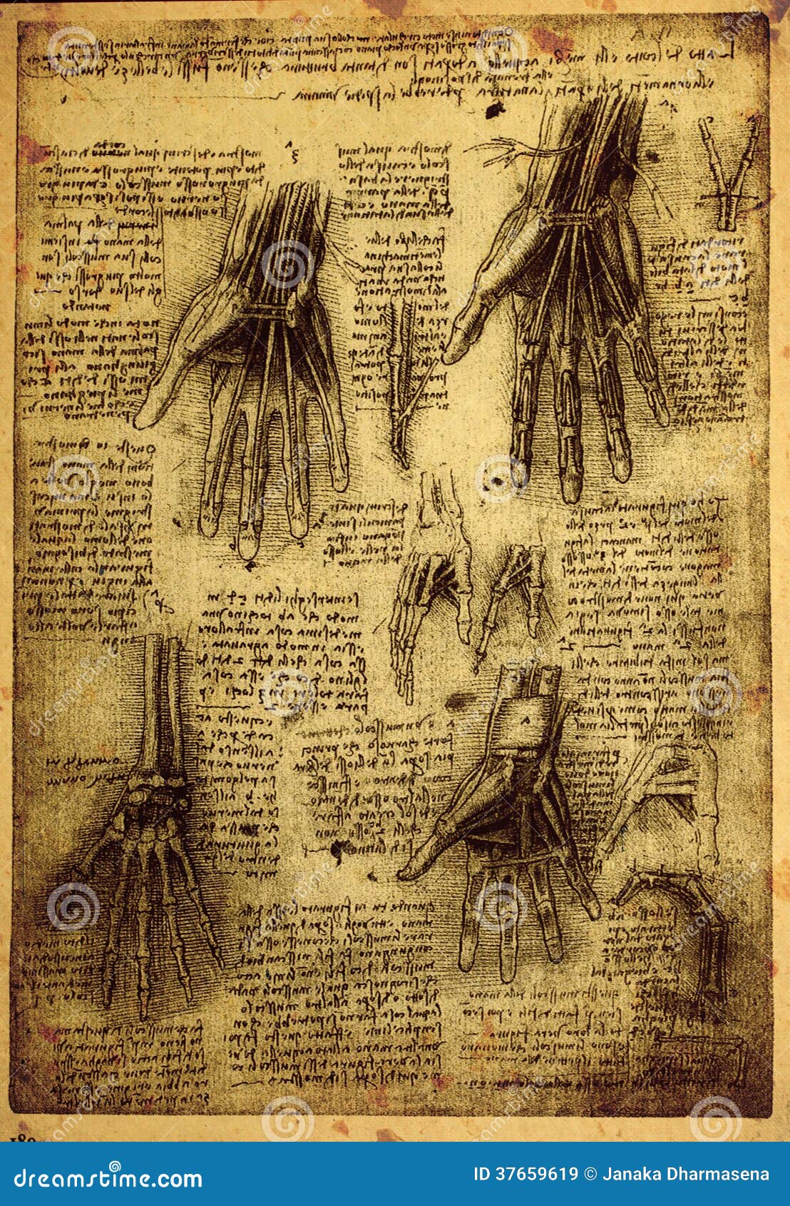 Anatomy Da Vinci Hand