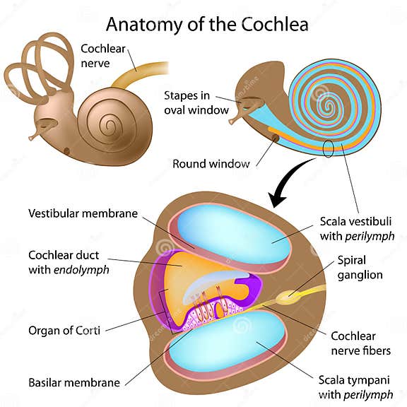 Anatomy of the cochlea stock vector. Illustration of drawing - 23875555