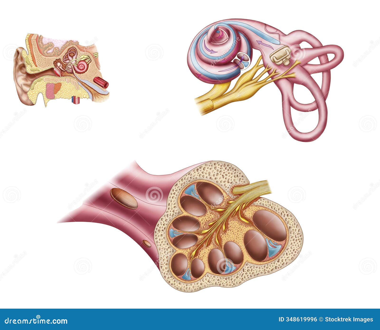 Anatomy of the Cochlear Duct in the Human Ear. Stock Illustration ...