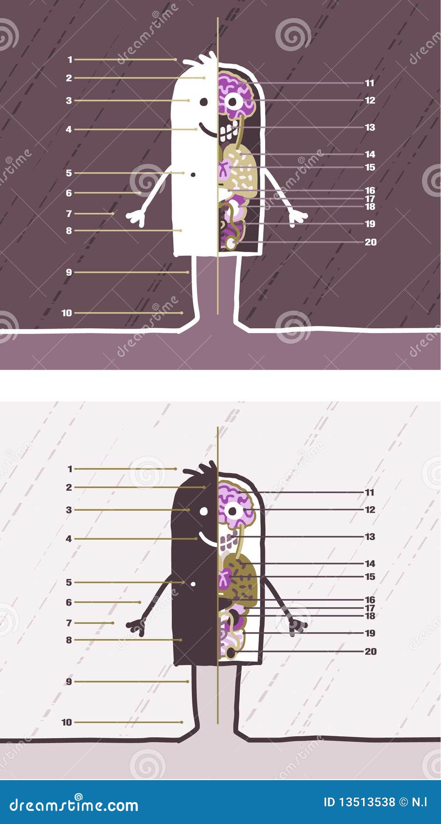 Anatomy Colored Cartoon Vector Illustration | CartoonDealer.com #13513538