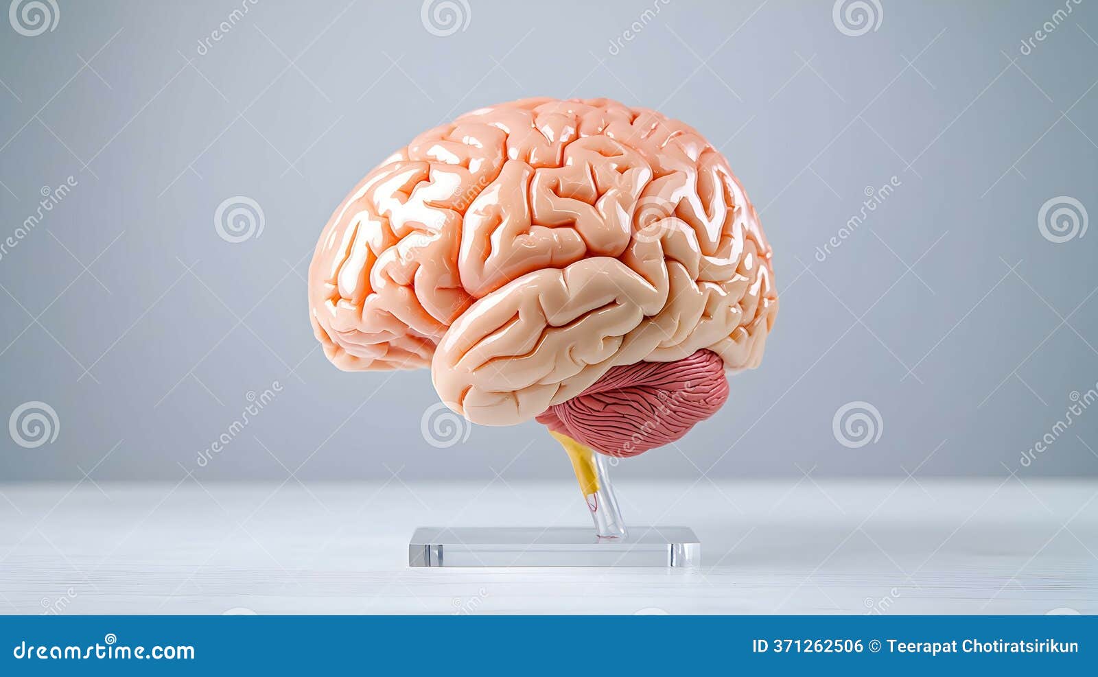 Concussion Structure Diagram Medical Science Cartoon Vector ...