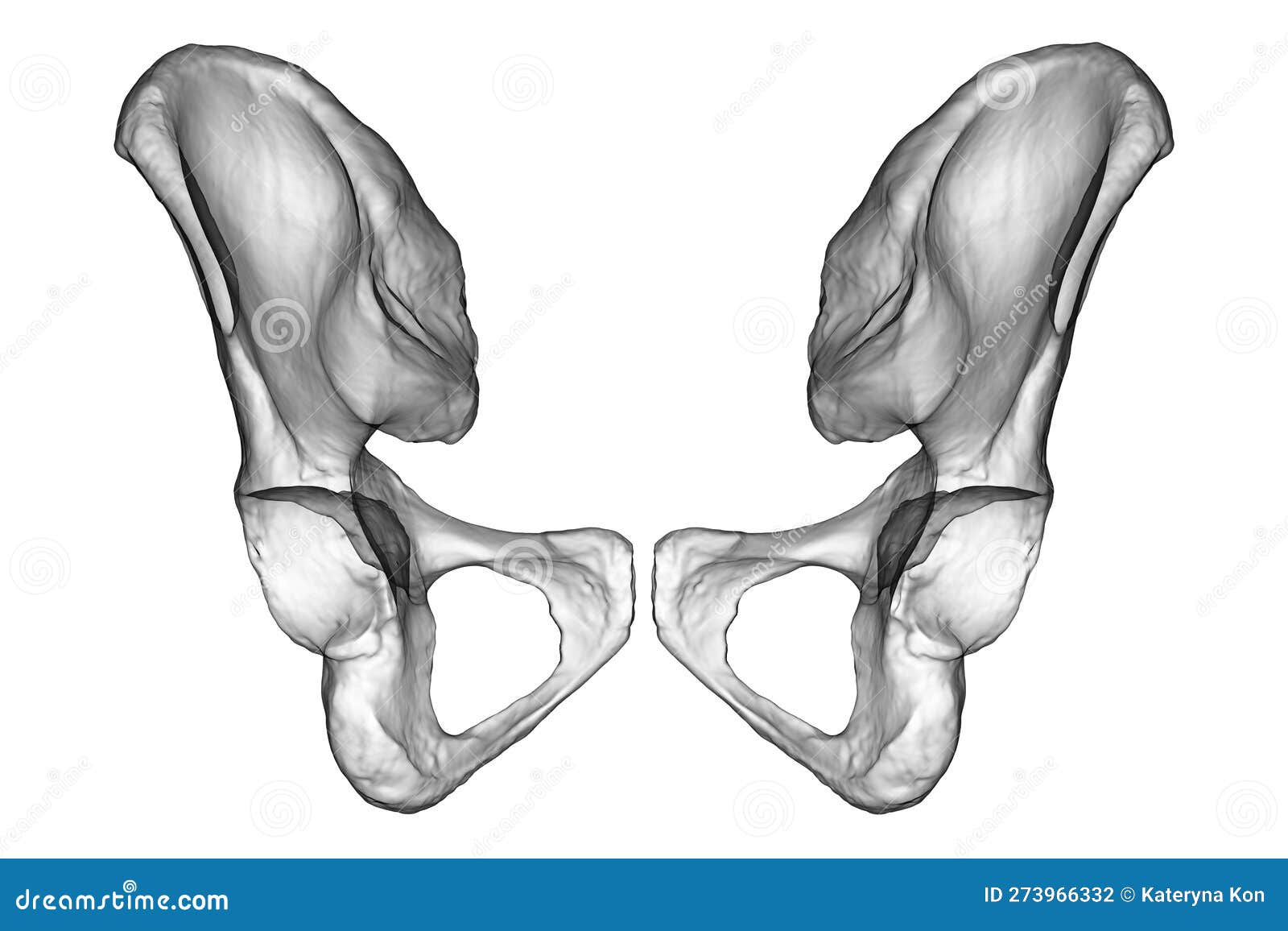 Anatomy of the Coxal Bones, Showcasing Their Intricate Details and ... Anatomy of the Coxal Bones, Showcasing Their Intricate Details and ...