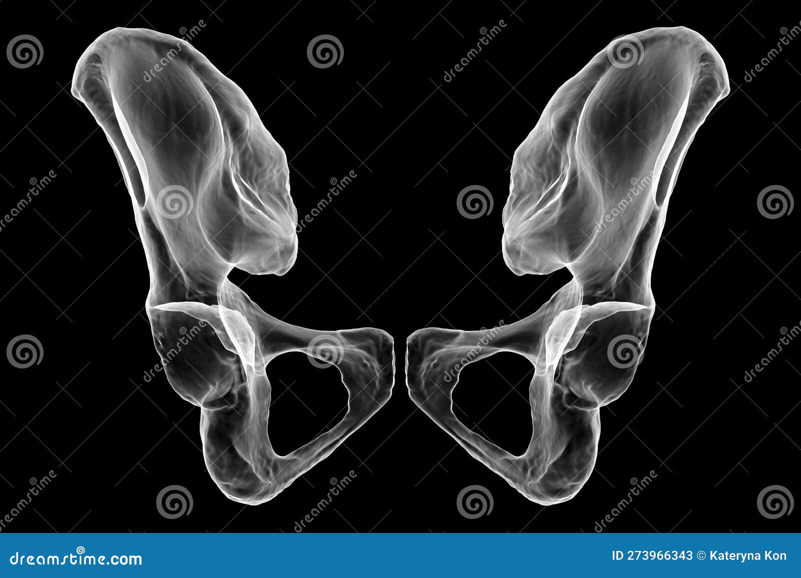 Anatomy Of The Coxal Bones, Showcasing Their Intricate Details And ... Anatomy Of The Coxal Bones, Showcasing Their Intricate Details And ...