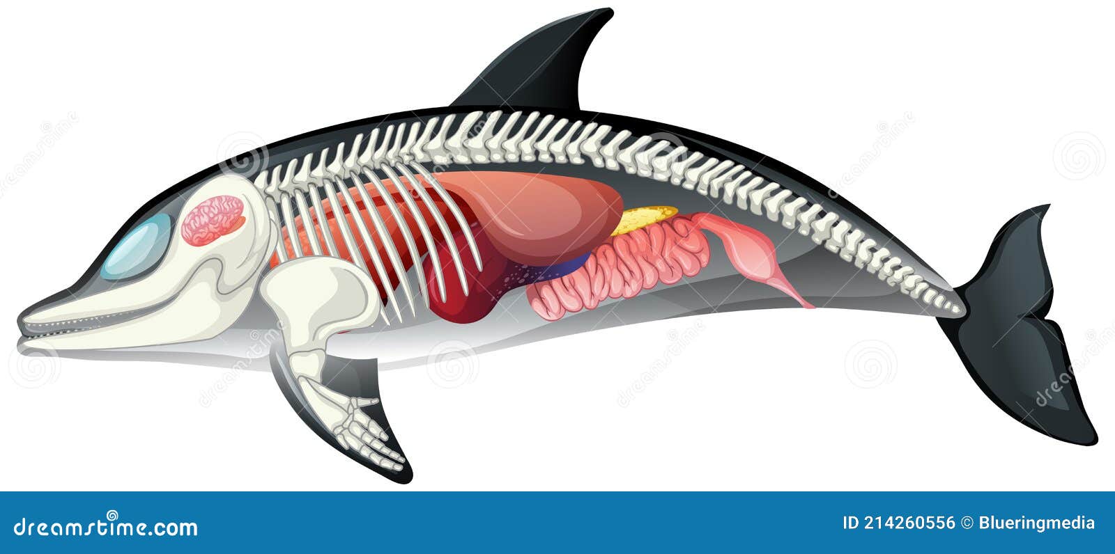 Anatomy Of Dolphin As Animal Inner Physiological Structure Outline ...