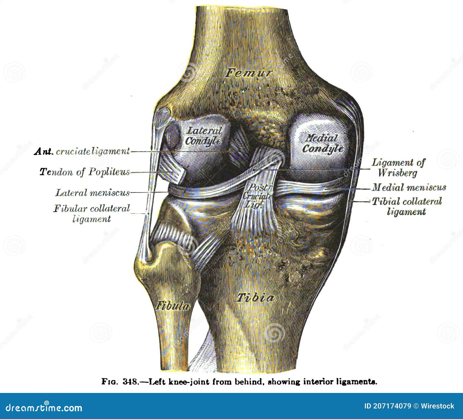 Anatomy Drawing and Text of the Left Knee Joint from Behind, from the ...