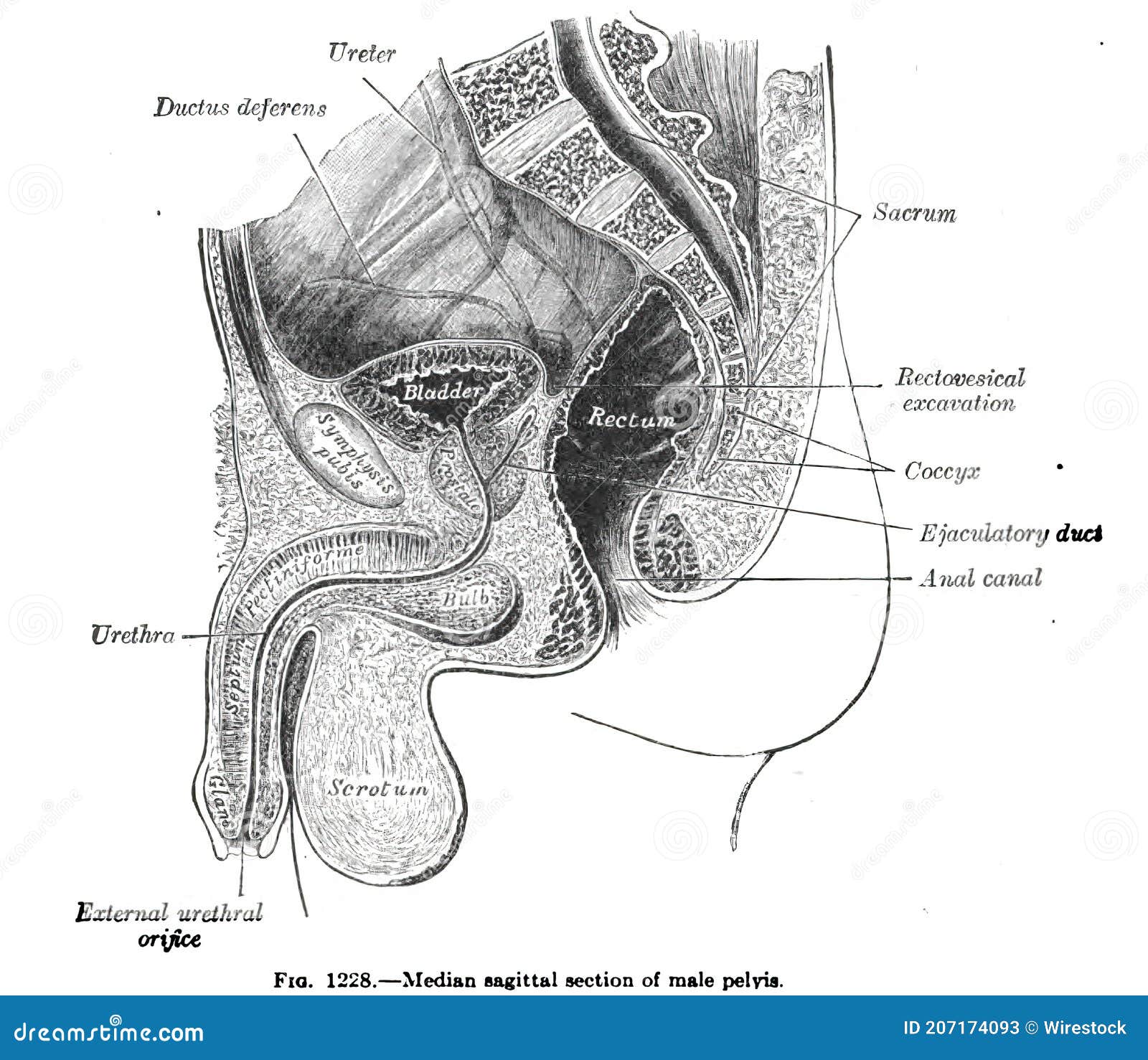 Anatomy Drawing And Text Of The Sagittal Section Of The Male Pelvis