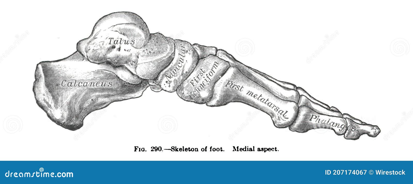 Skeleton Foot Drawings