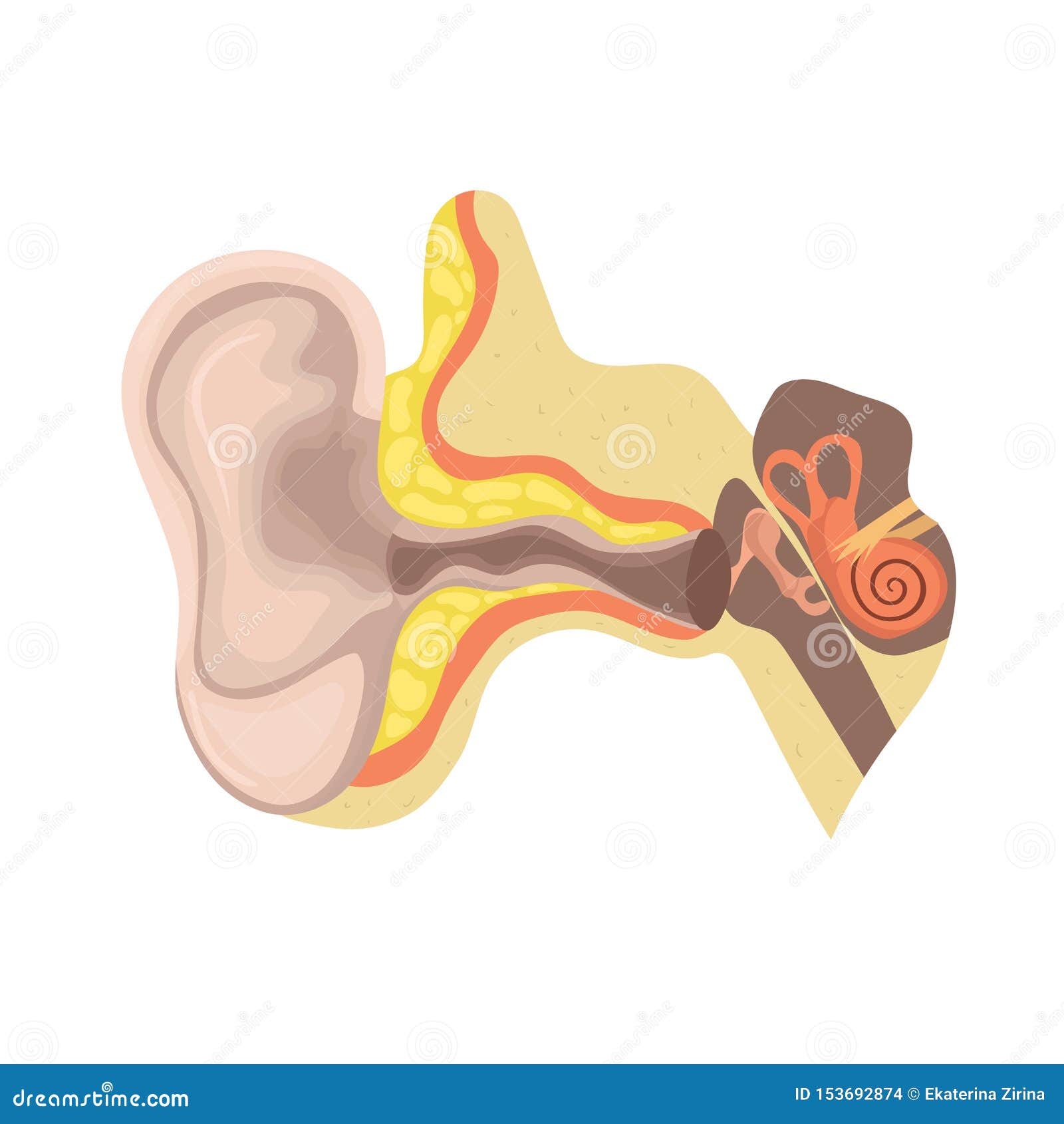 Anatomy of the Ear. the Device is the Human Ear. Vector Template ...