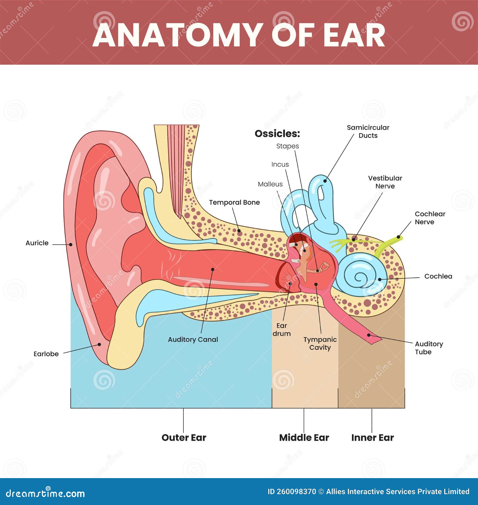 Anatomy of Ear Infographic Colorful Stock Illustration - Illustration ...