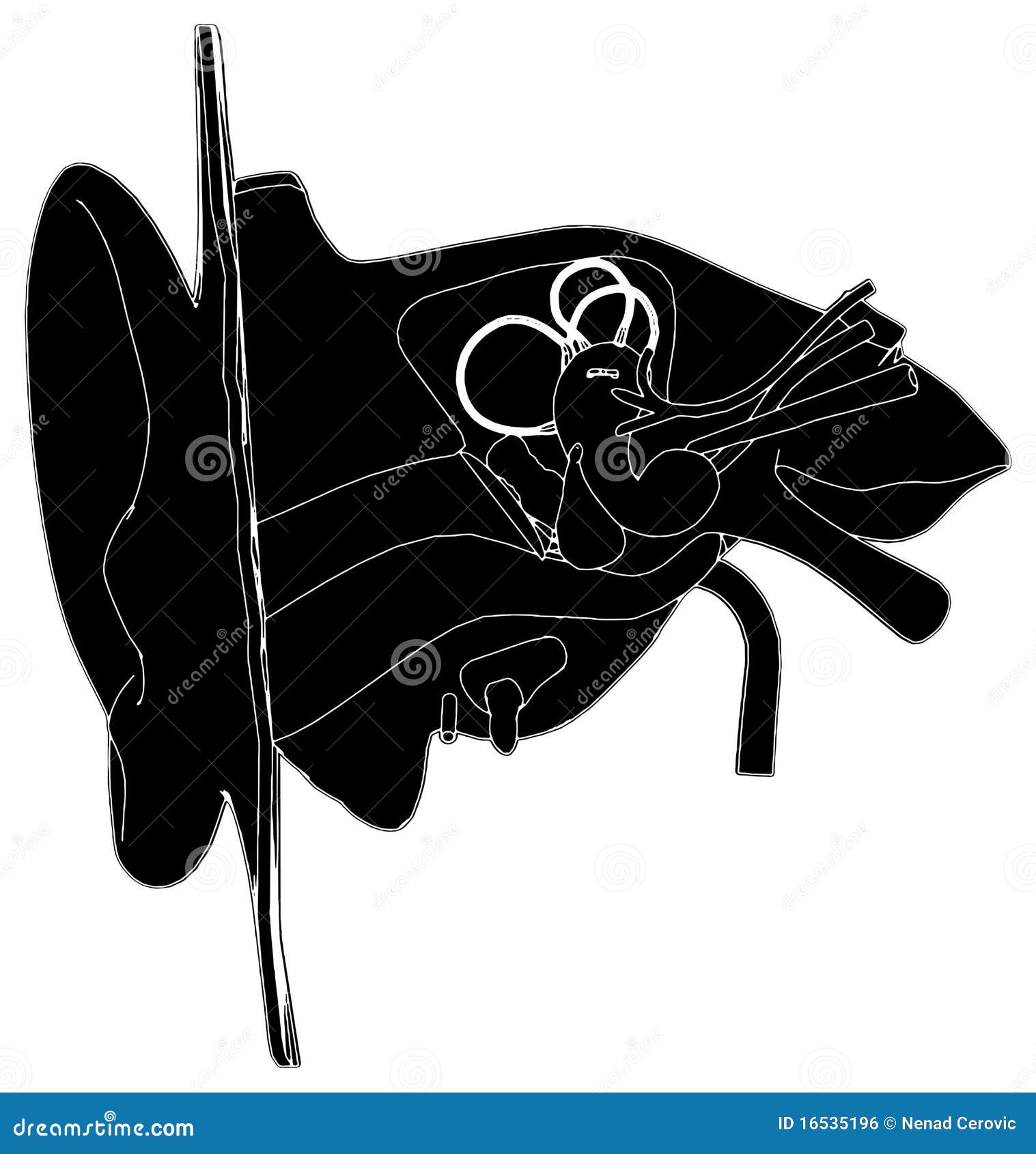 Anatomy Ear Vector 01 Stock Illustrations – 2 Anatomy Ear Vector 01 ...