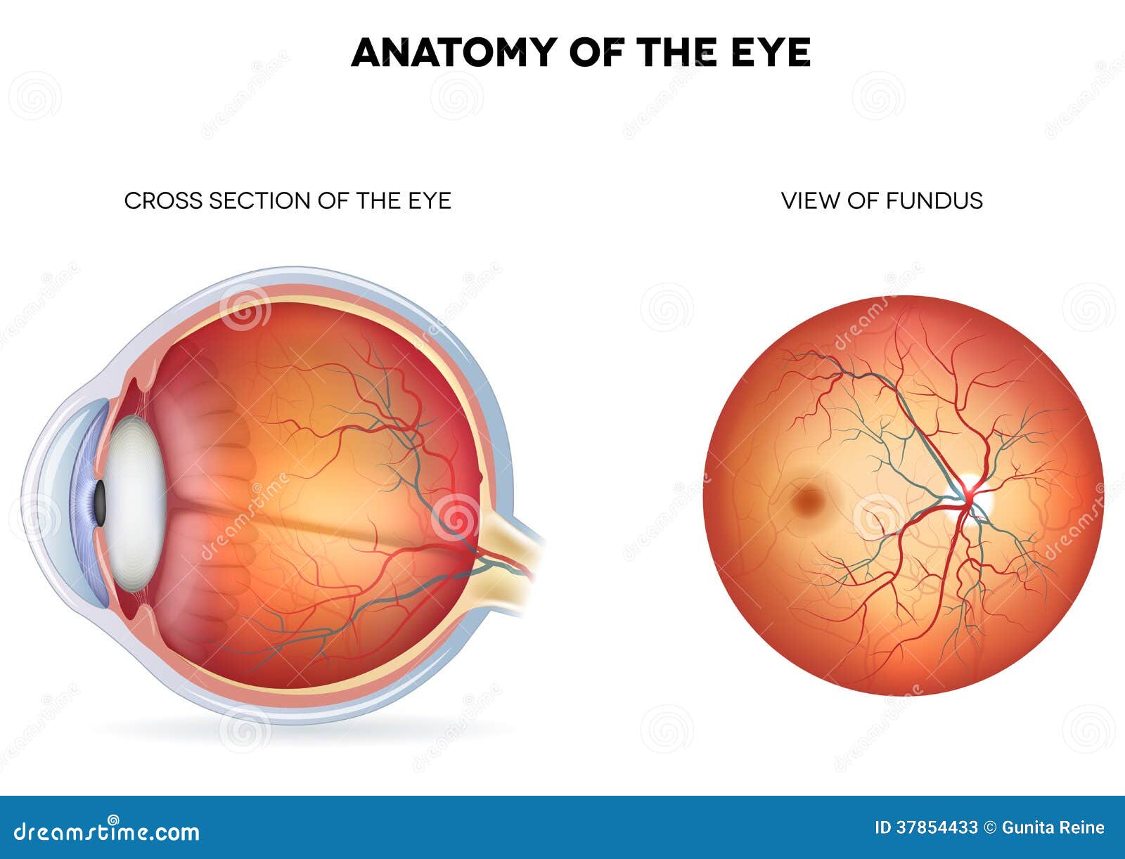 Anatomy of the Eye, Cross Section and View of Fund Stock Vector ...