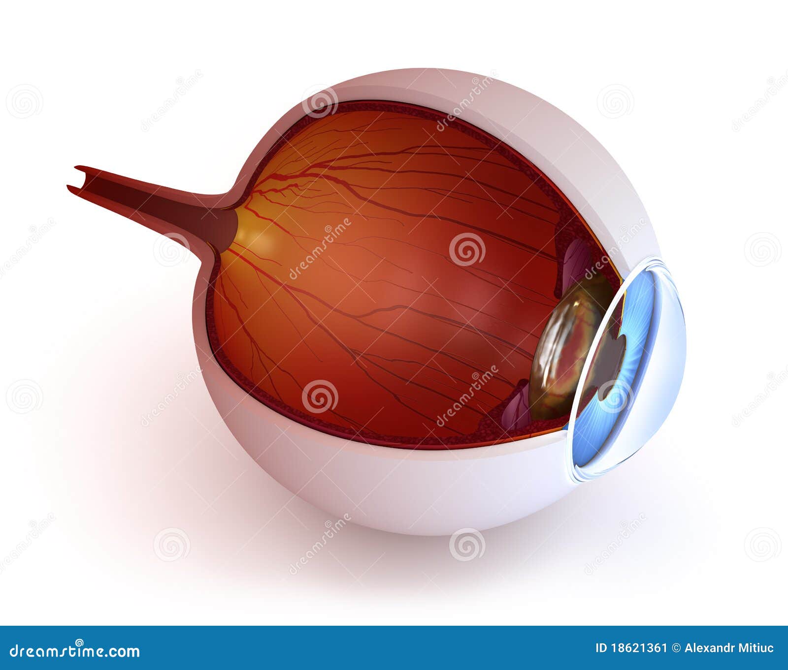 Anatomy of Eye - Inner Structure Stock Illustration - Illustration of ...